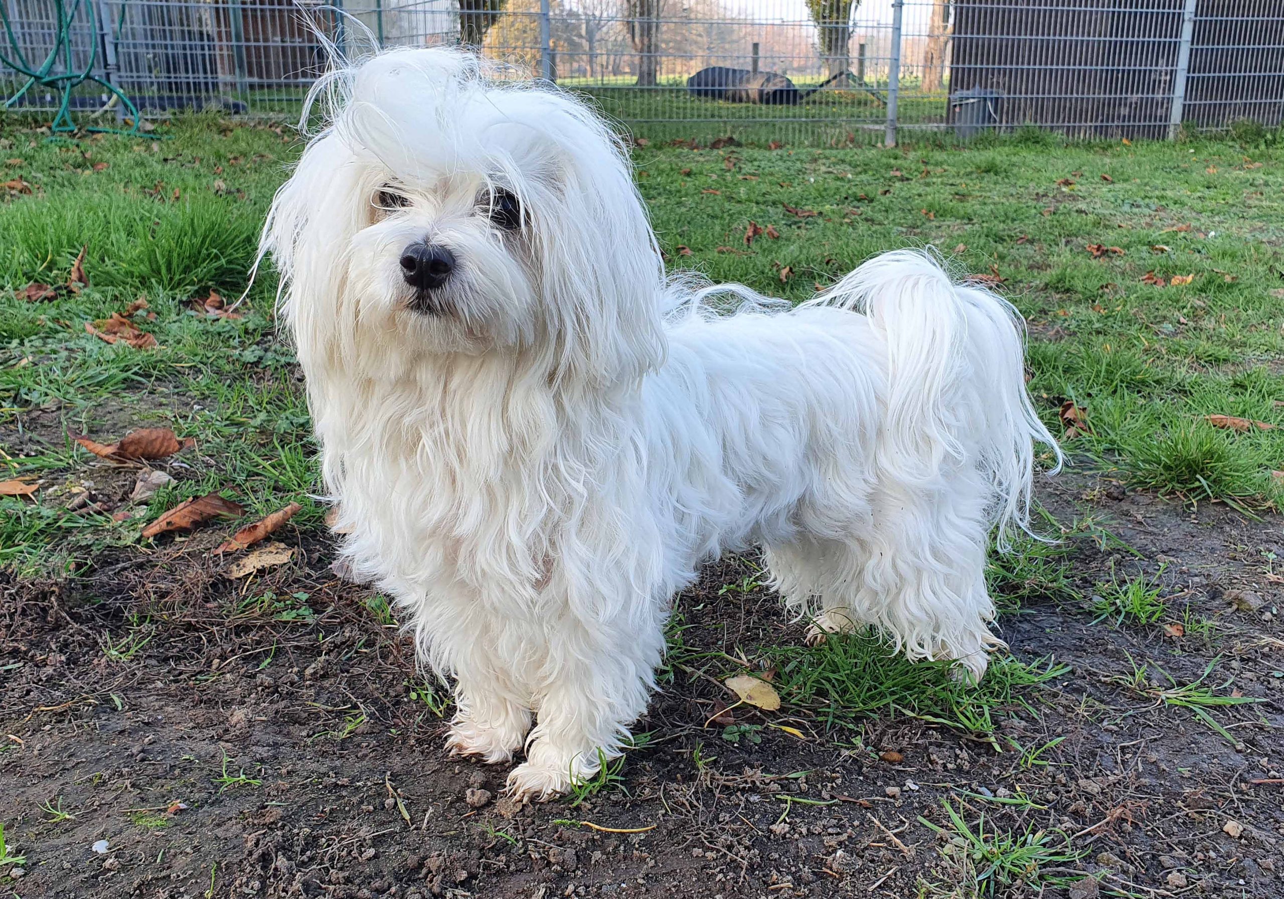 Coco ... nur auf Durchreise - vermittelt 04.12.2020 | TIERHEIM MOERS