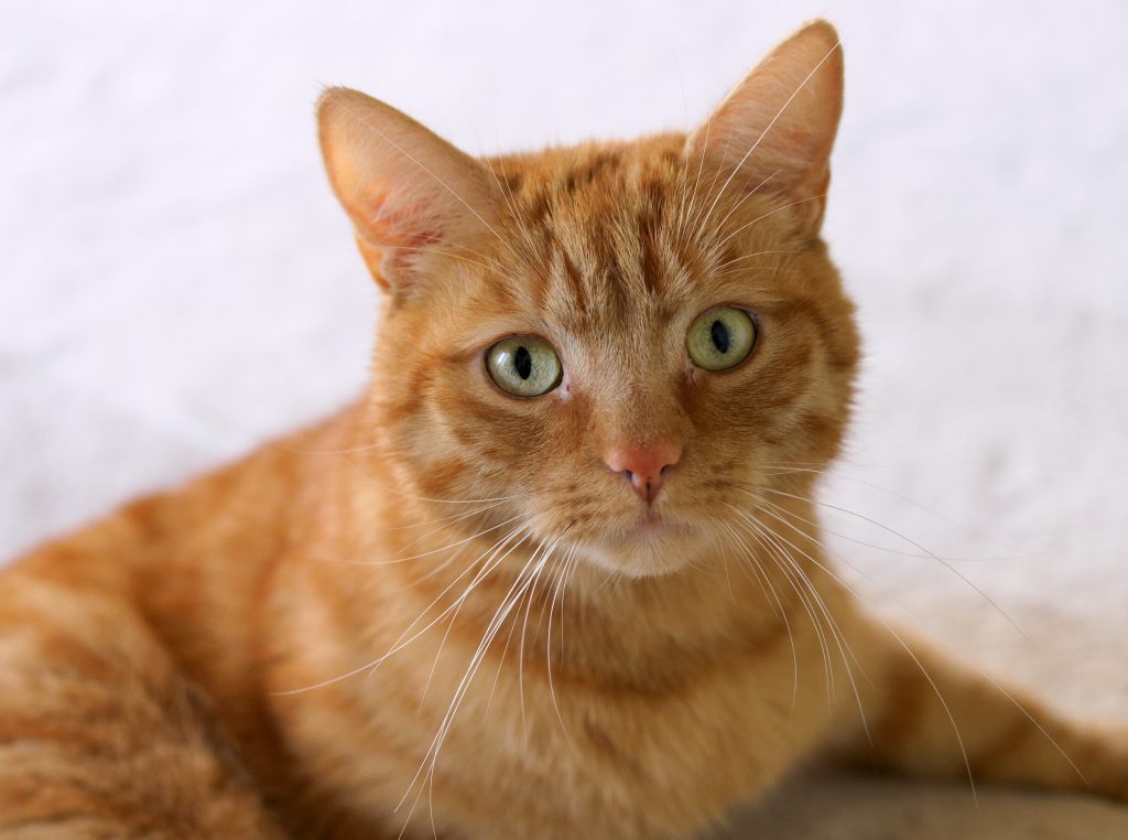 Garfield hat wieder geschrieben. Danke, lieber Garfield | TIERHEIM MOERS