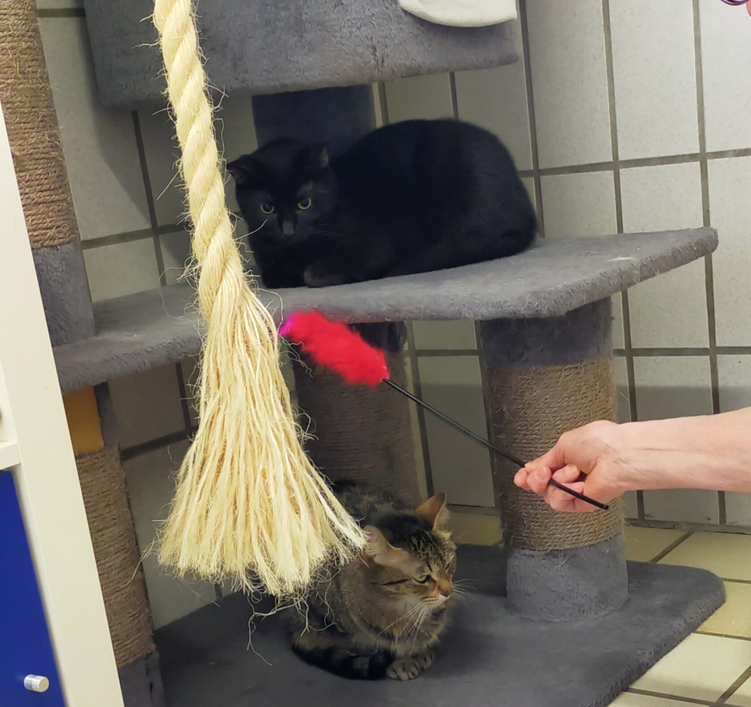 Chapp, der Draufgänger, Chipp, der Schüchterne, möchten ihre Koffer ...