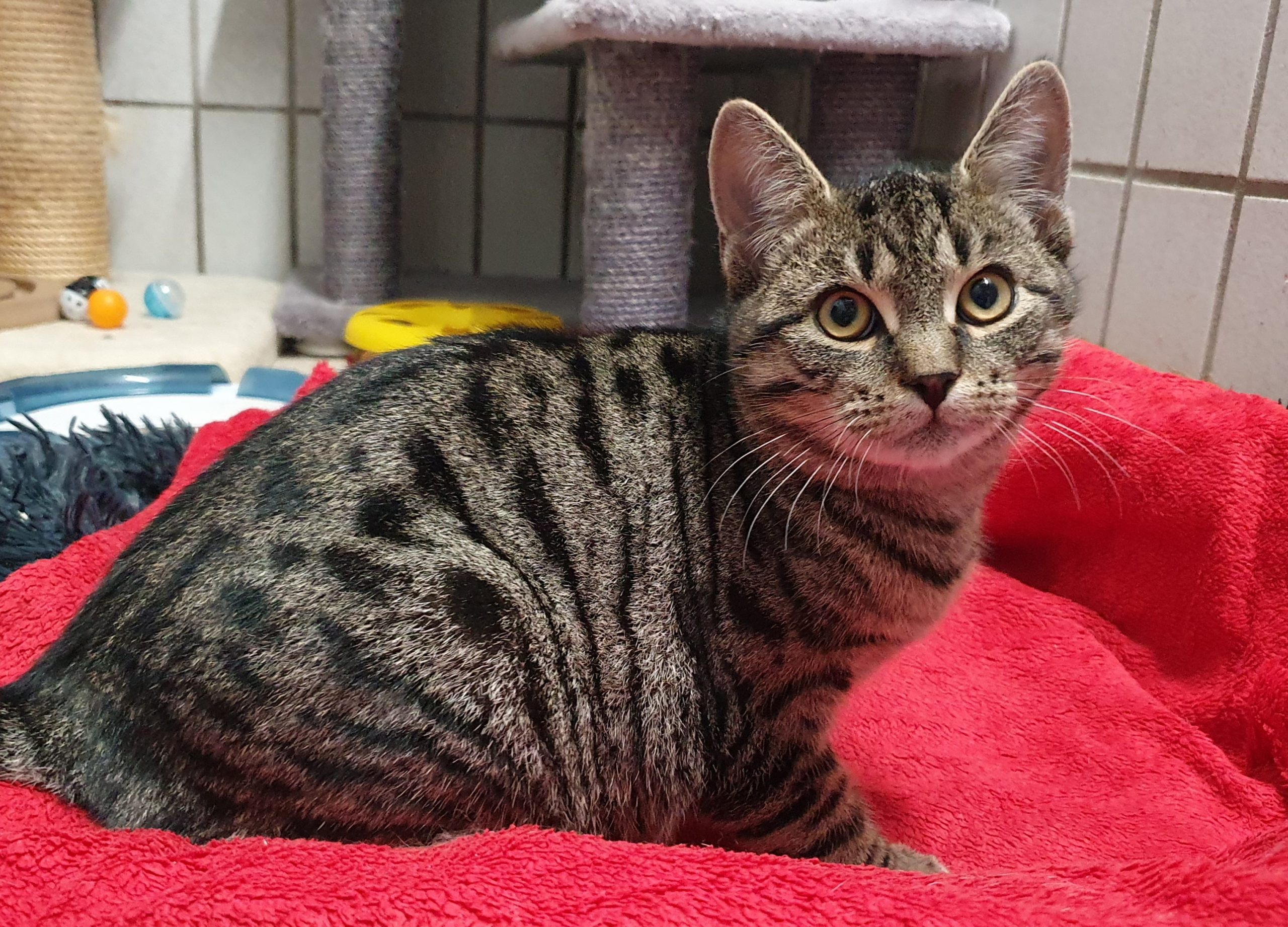 Albert ... wird immer mutiger - vermittelt 21.01.2023 mit Amelie ...