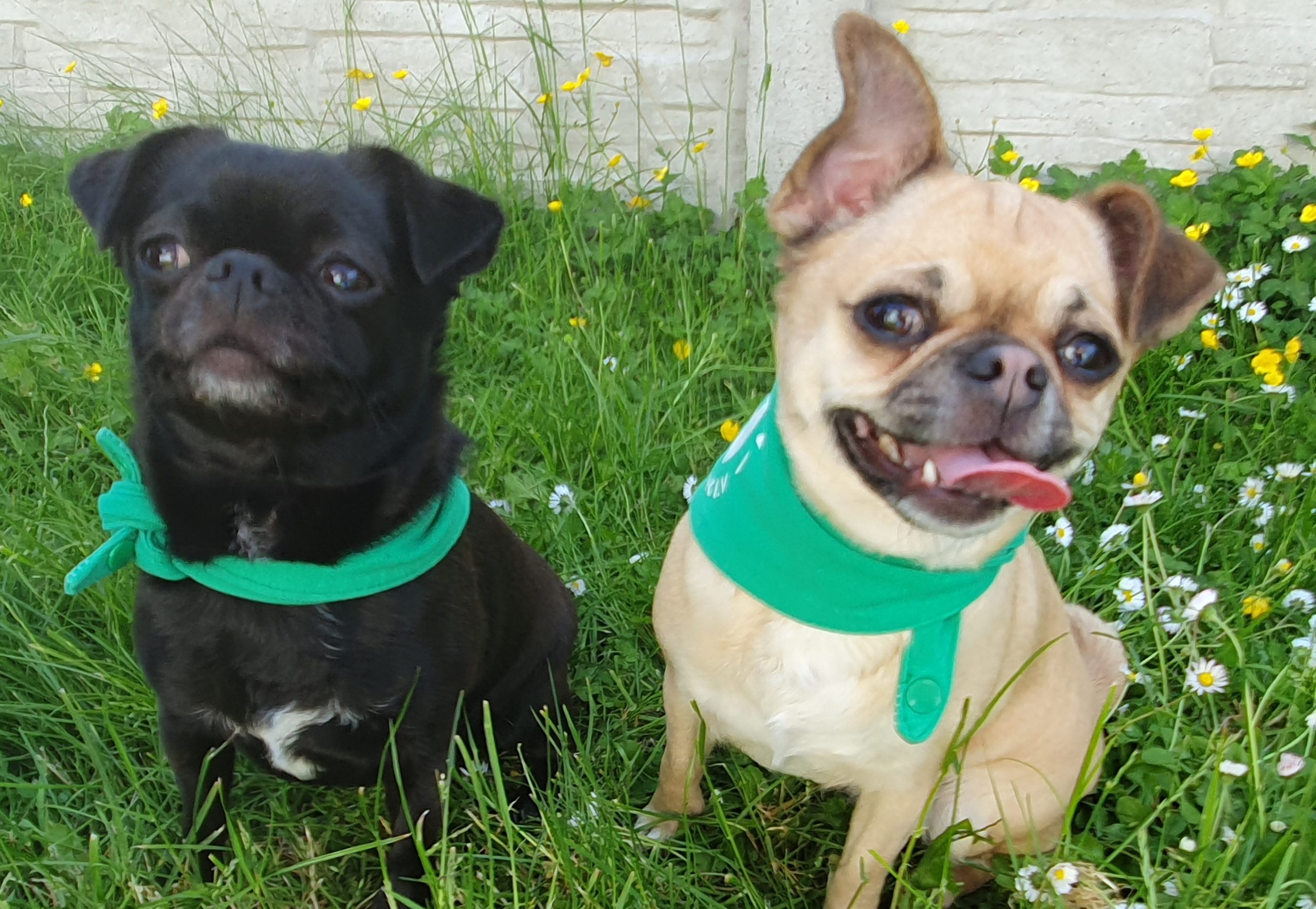 Lotte & Maja ... Chaos hoch zwei - vermittelt 22.08.2023 | TIERHEIM MOERS