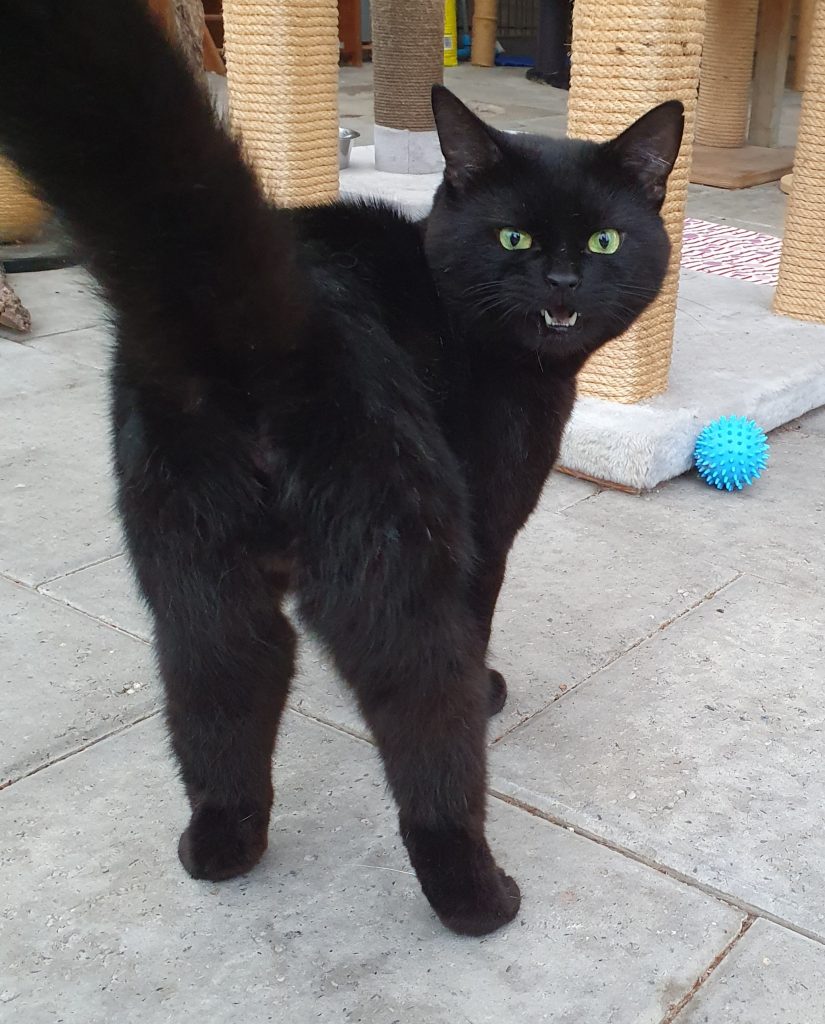 Milo ... schwarzer (Einzel-)Schmusebär - vermittelt 23.08.2023 ...