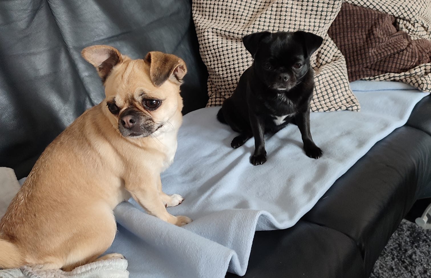 Lotte und Maja ... fühlen sich pudelwohl | TIERHEIM MOERS