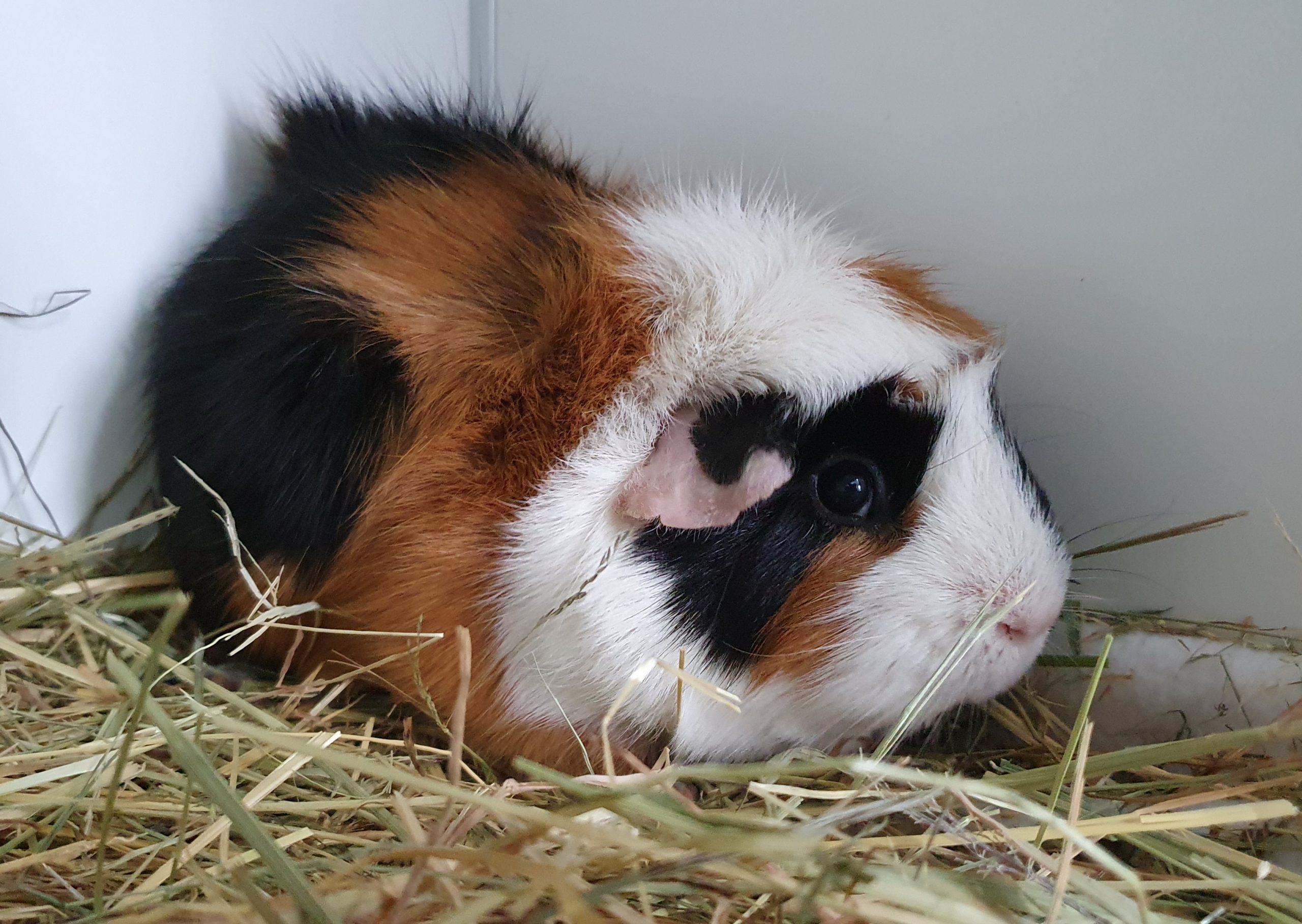 Monokel - hat den Durchblick - Vermittelt 16.03.2024 | TIERHEIM MOERS