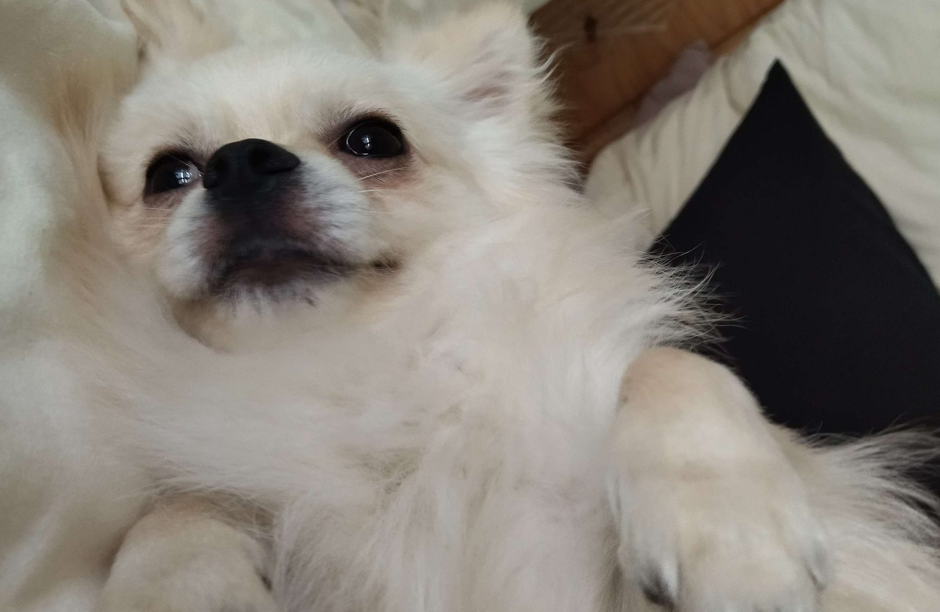 Sky (bei uns Coco) ... ein teuflischer Stalker | TIERHEIM MOERS