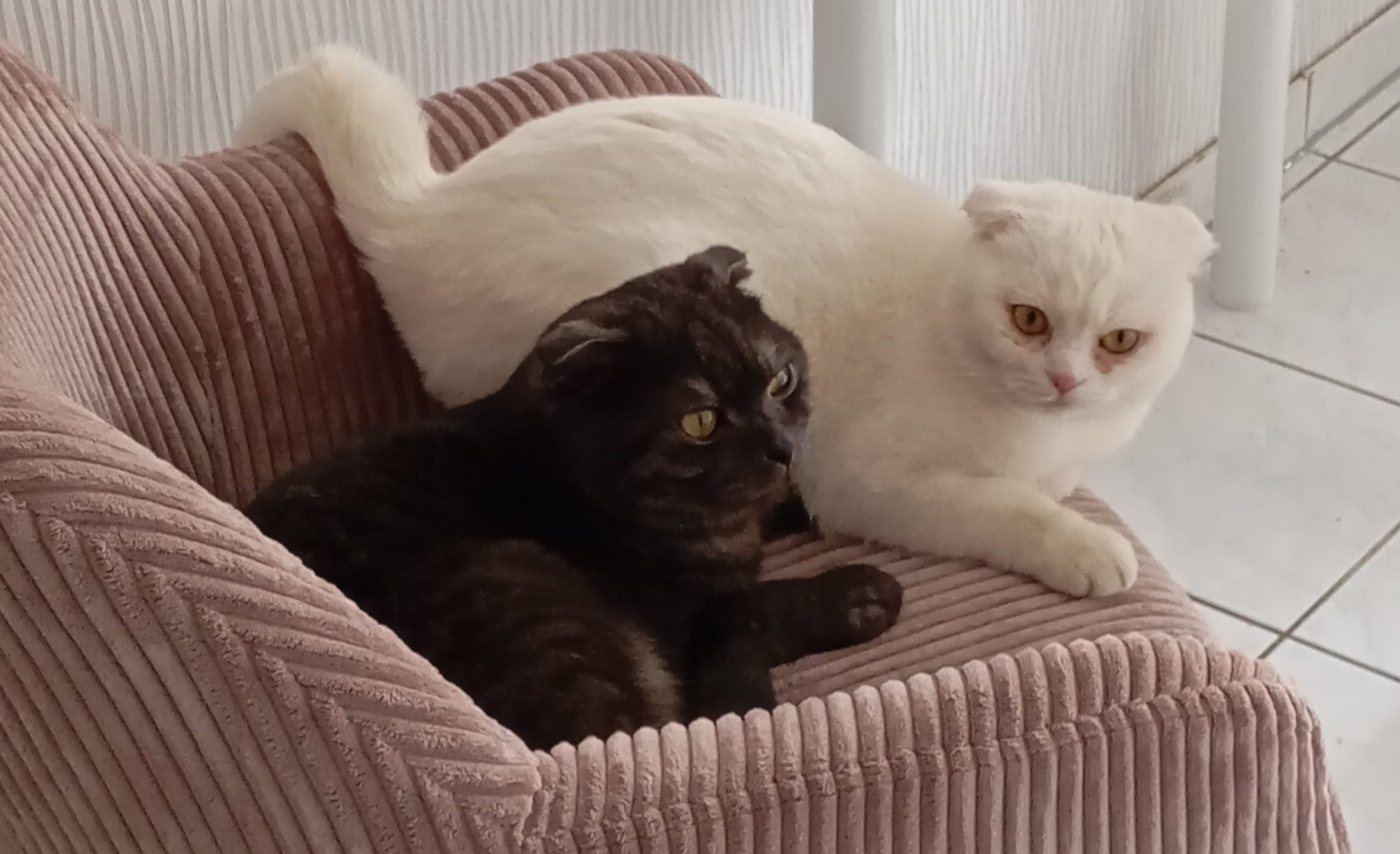 Yuki & Pixel (bei uns Alba und Flax) ... haben Flausen im Kopf ...