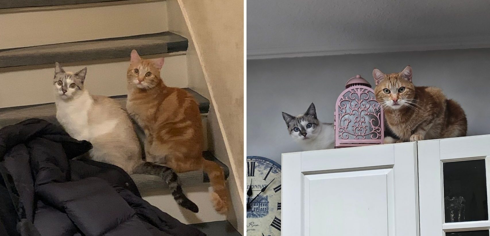 Simba & Khali (bei uns Peter und Heidi) ... Grüße zum dritten ...