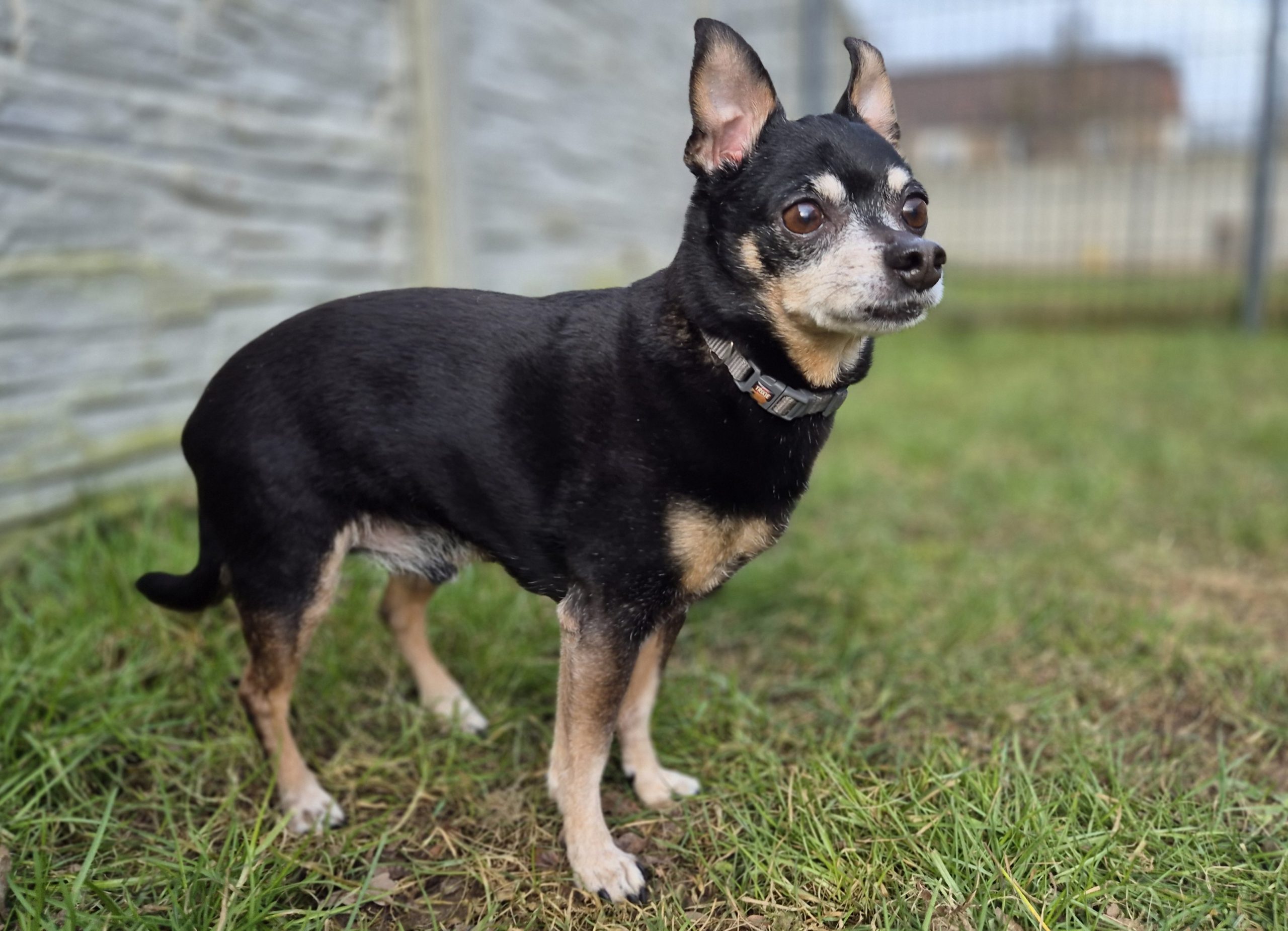 James ... rüstiger Senior möchte noch viel erkunden - vermittelt 28.03. ...