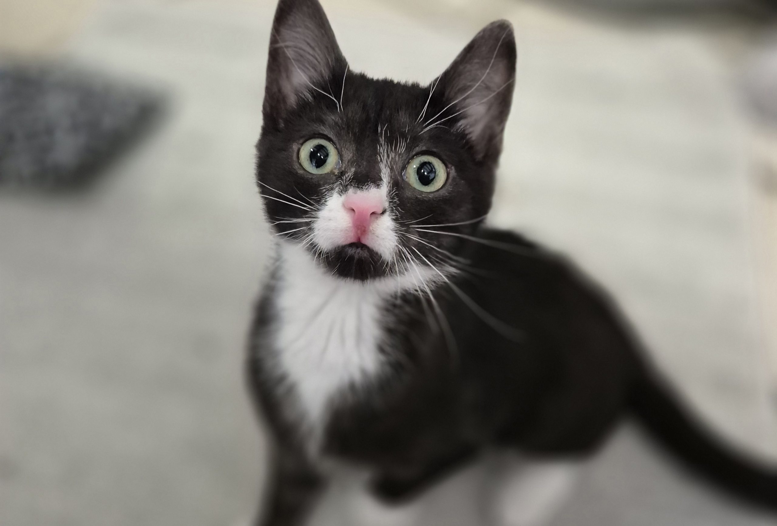 Kasper ... der Name ist Programm - Vermittelt mit Jamie 04.04.2025 ...