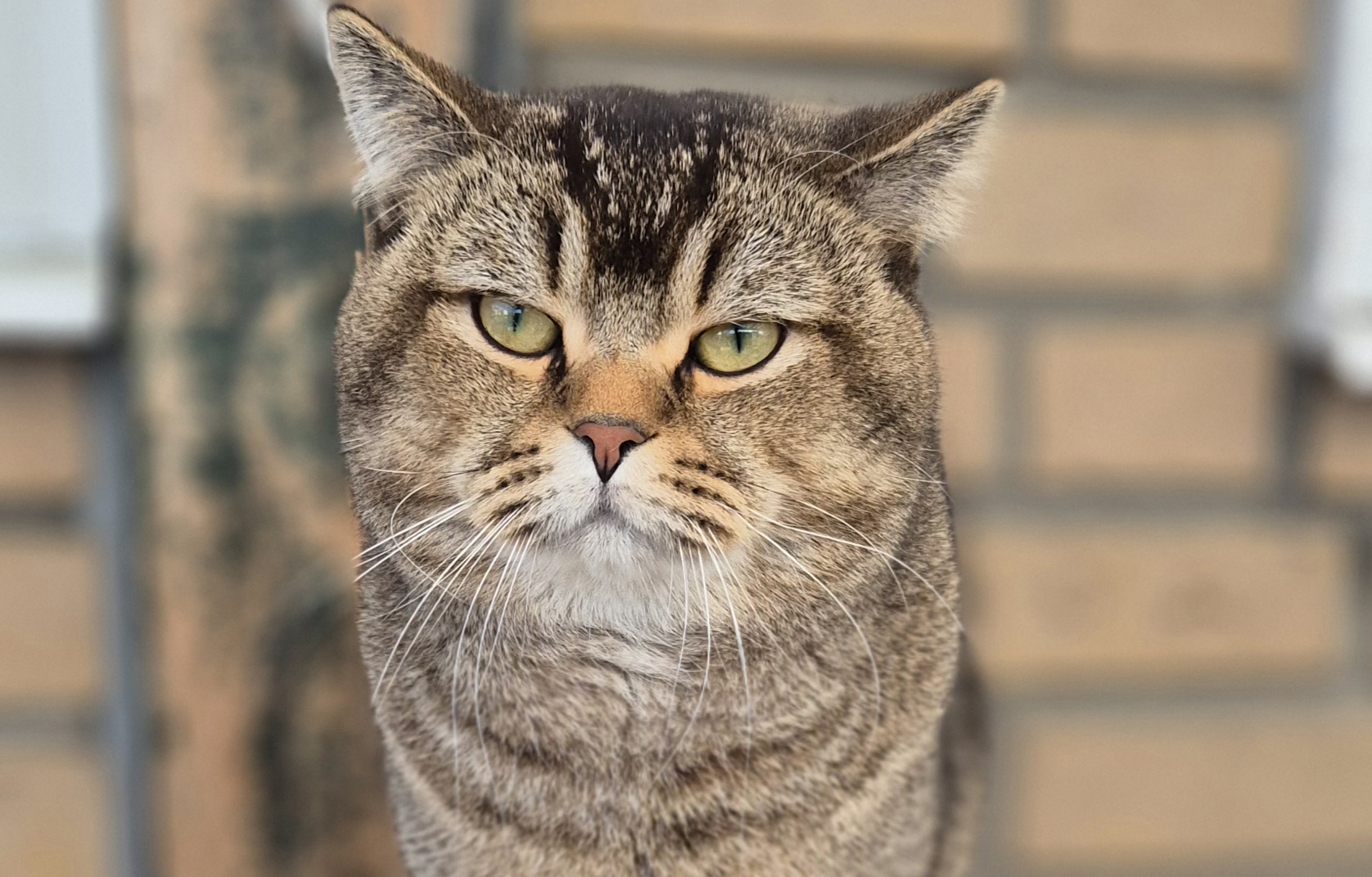 Mungo ... Schmusebär mit Grumpy-Look - vermittelt 20.05.2025 | TIERHEIM ...