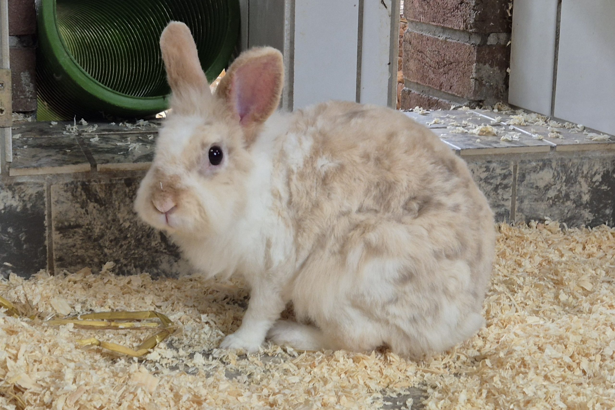 Clara - Ausgesetzt im Karton...Vermittelt 20.08.2025 mit Fuchs ...